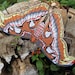 Epic Life Sized Atlas Moth Attacus Atlas Snakehead Moth | Etsy