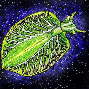 Eastern Emerald Elysia Sea Slug Elysia Chlorotica Iron on Patch - Etsy