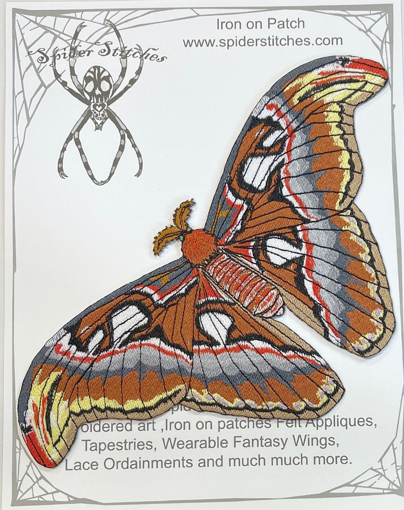 Lovely Life Sized Atlas Moth Attacus Atlas Snakehead Moth - Etsy