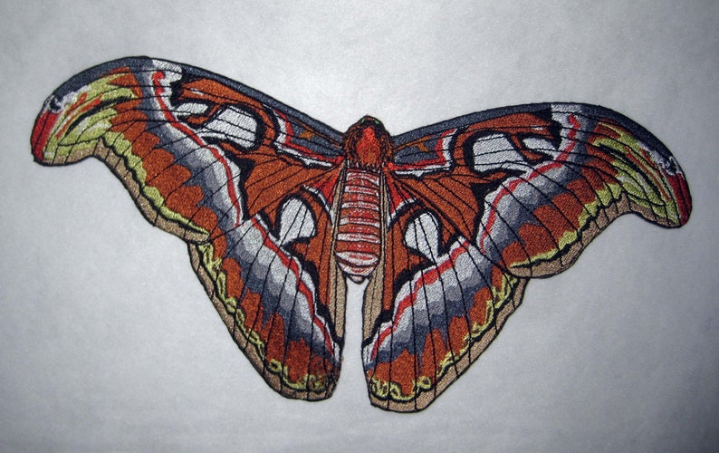 Epic Life Sized Atlas Moth Attacus Atlas Snakehead Moth - Etsy UK