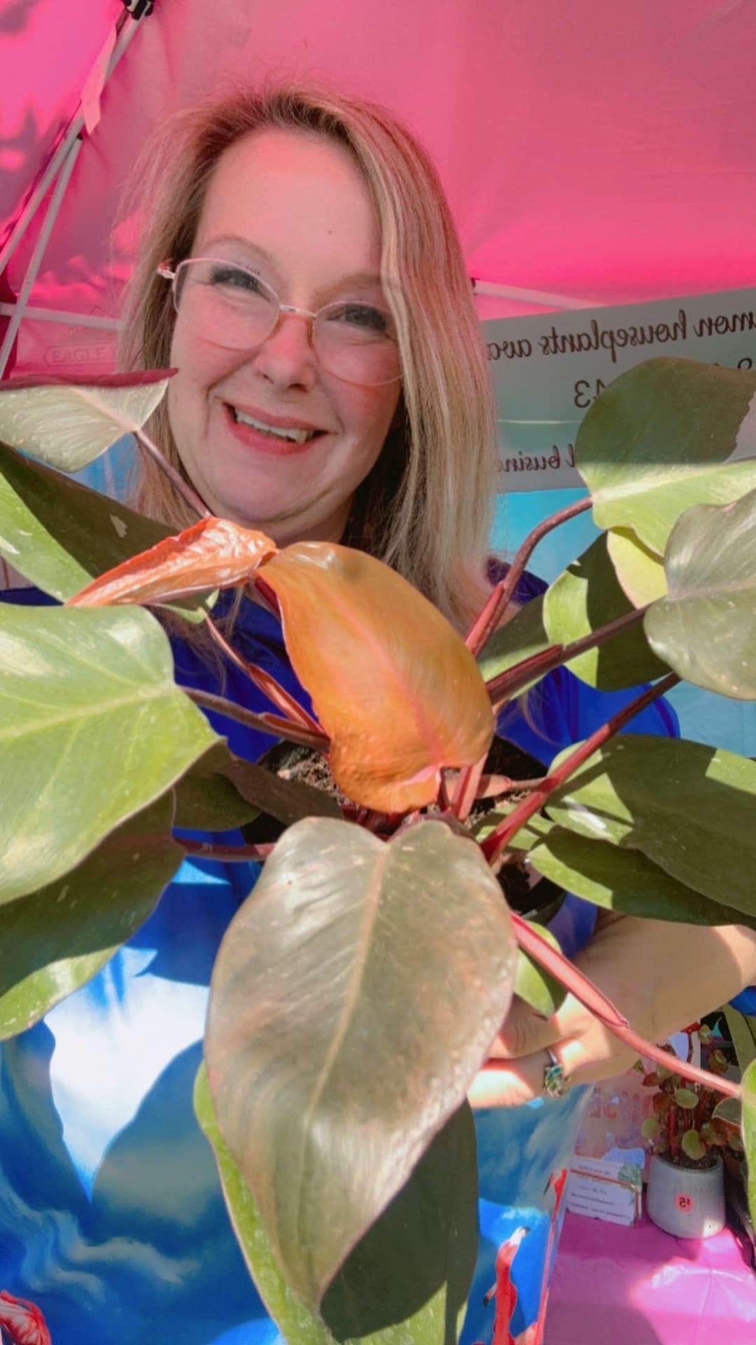 Philodendron Pink Princess in 6 Inch Pot - Etsy