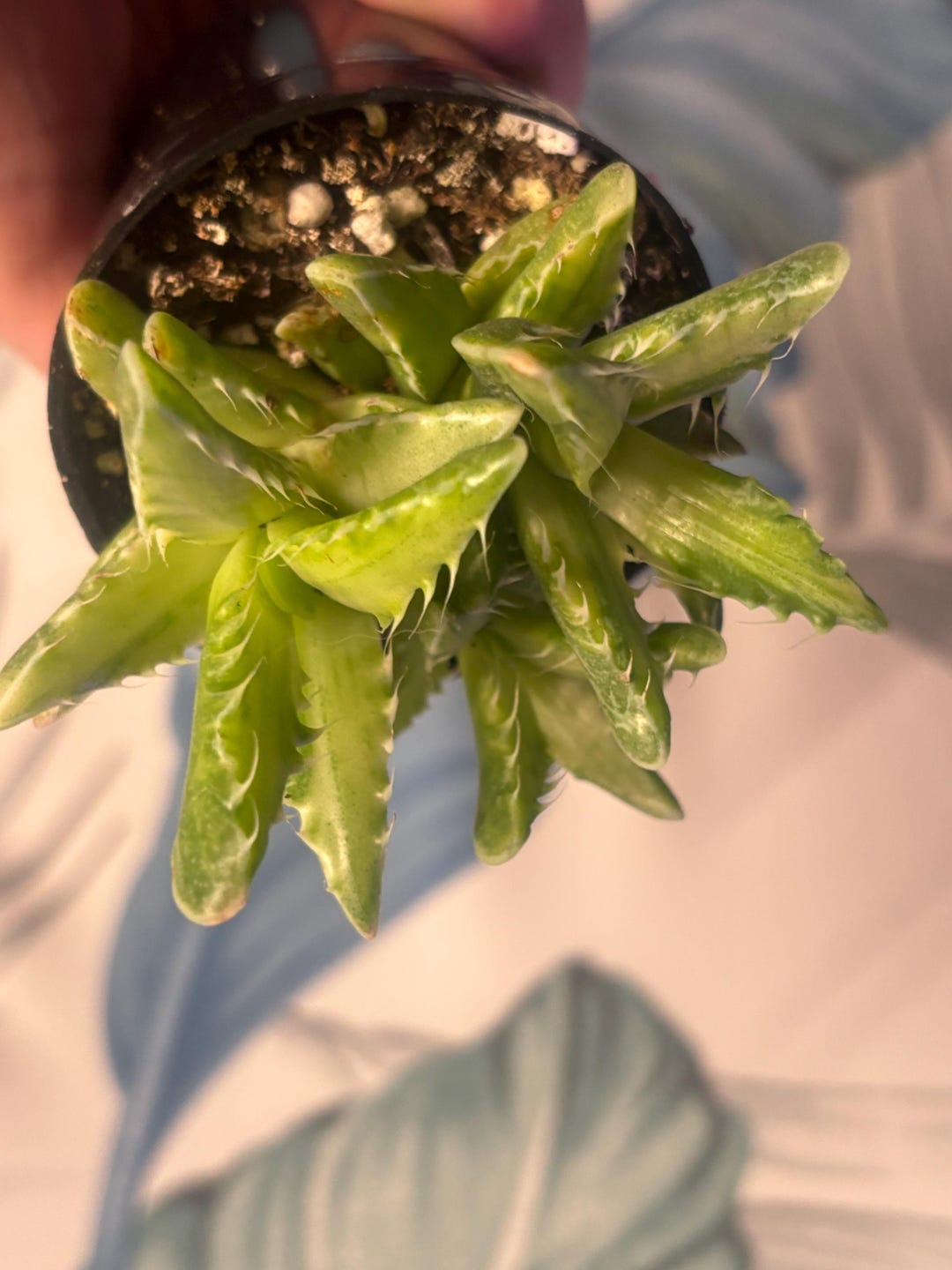 Rare Variegated Tiger Jaws Succulent - Etsy