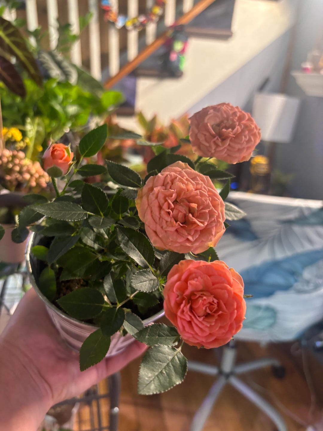 Miniature Rose Bush “pink” - Etsy