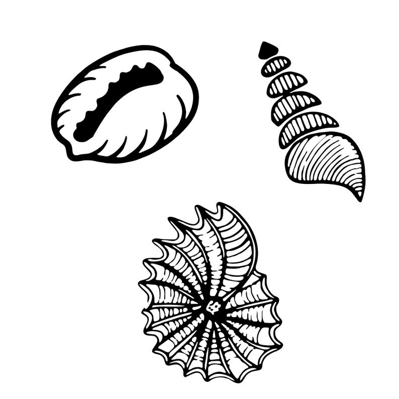 Seashell Svg Bundle, Seashell Clipart, Sea World Vector, Pastel ...