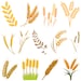 WHEAT SVG Bundle, Wheat Cut Files for Cricut, Wheat Vector, Grain SVG ...