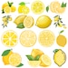 Lemon SVG Bundle, Cute Lemon Cricut SVG, Lemon Clipart, Lemon Designs ...