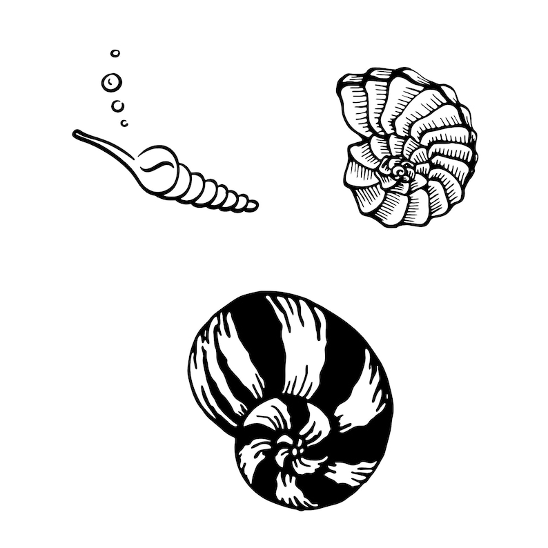 Seashell Svg Bundle, Seashell Clipart, Sea World Vector, Pastel ...