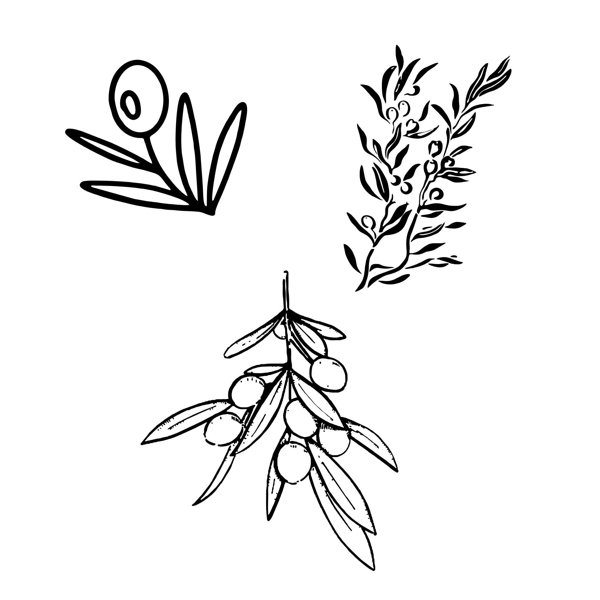 Olive Branch Svg Bundle, Olive Leaves Clipart, Olive Vector, Olive ...