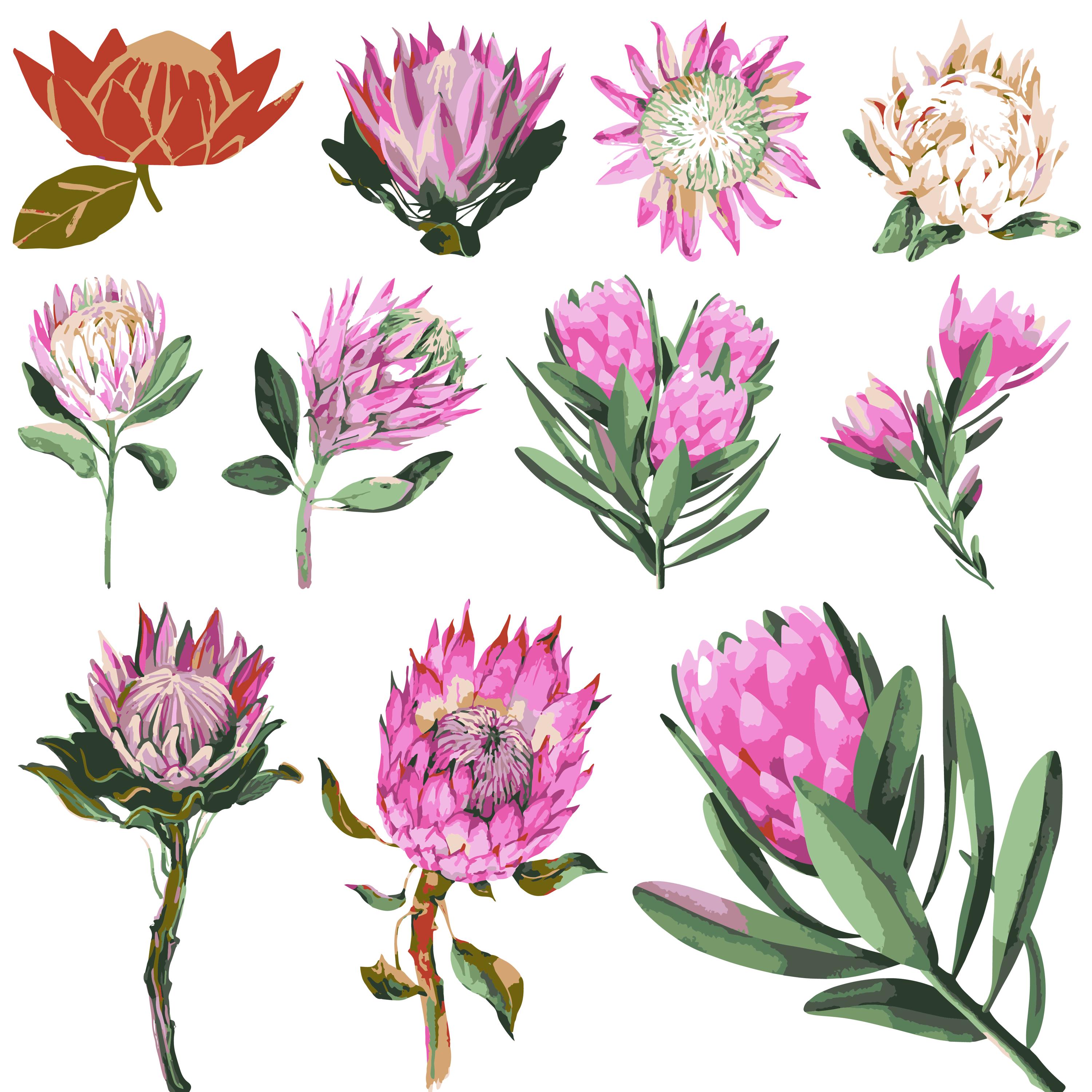 Protea Flowers Bundle SVG, Protea Clipart, Protea Cut Files for Cricut ...