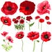 Poppy Svg Bundle, Poppy Cut File, Poppy Flower Svg, Wildflower Svg ...
