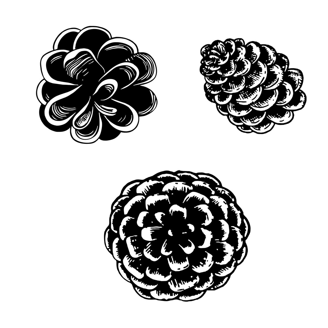 Pinecone Svg Bundle, Cone Clipart, Pine Tree Vector, Conifer Cone Decal ...