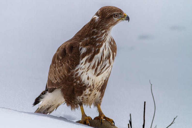 Buzzard Digital Photo Printable Wildlife Art Nature Portrait Instant ...