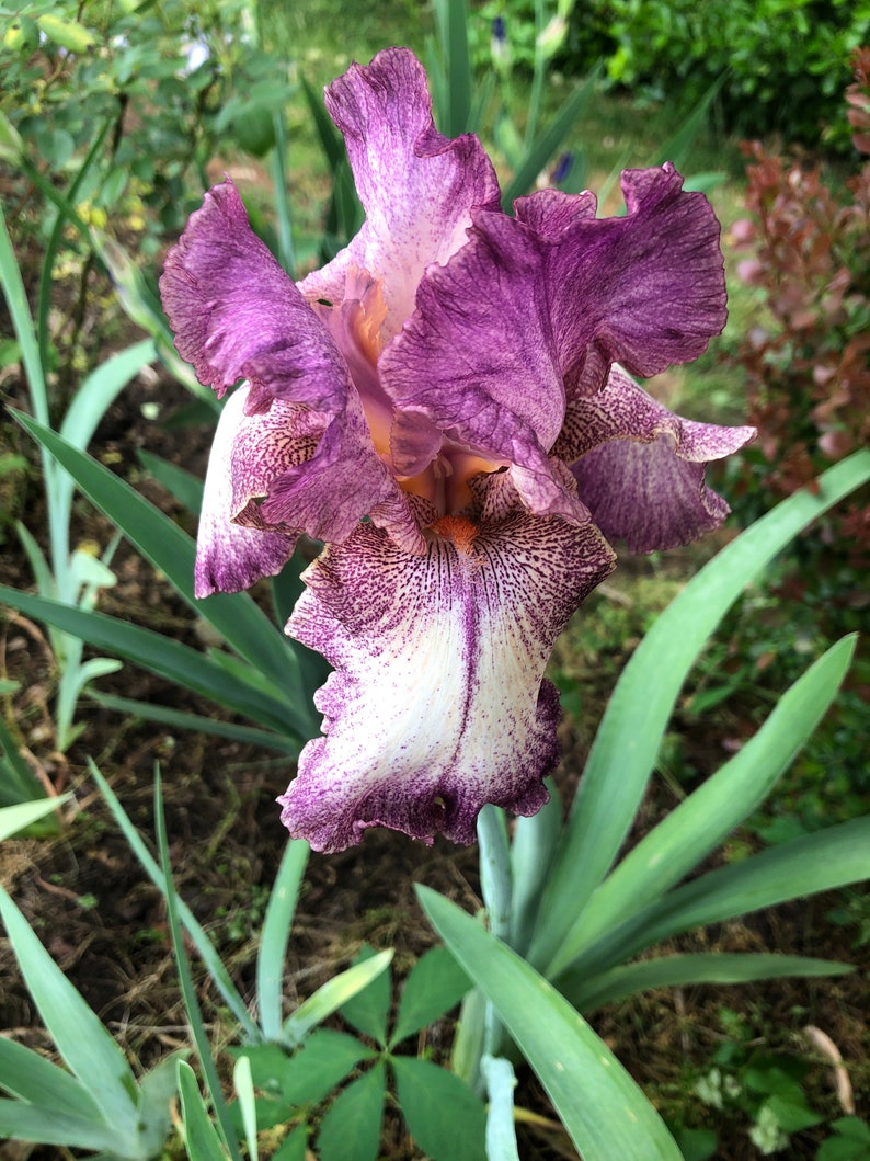 Raspberry Rockstar Bearded Iris Rhizomes/bulbs - Etsy