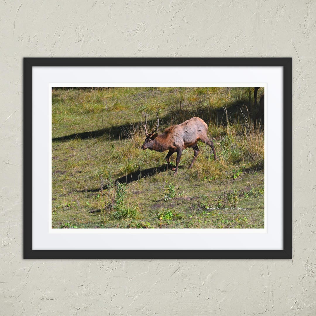 Majestic 5-point Bull Elk Wall Art Autumn Wildlife Photography Print ...
