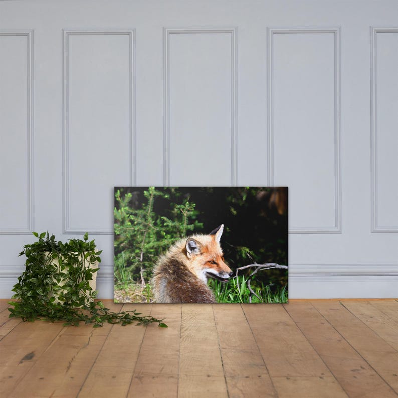 Happy Fox Fine Art Wall Decor XL Canvas, Fox Photography Print: A ...
