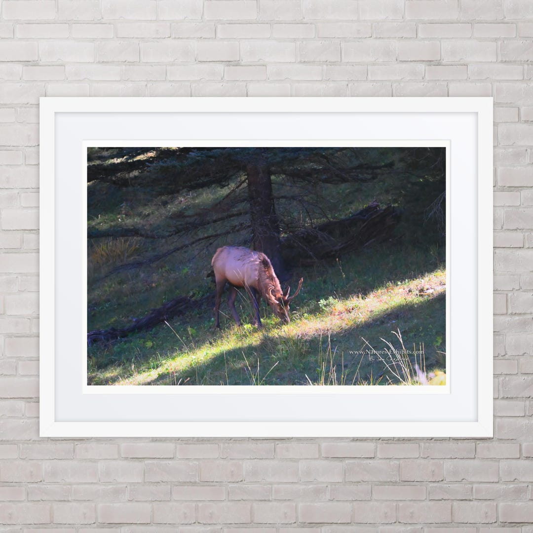 Spike Bull Elk Wall Art With Velvet Antlers Peaceful Nature Photography ...