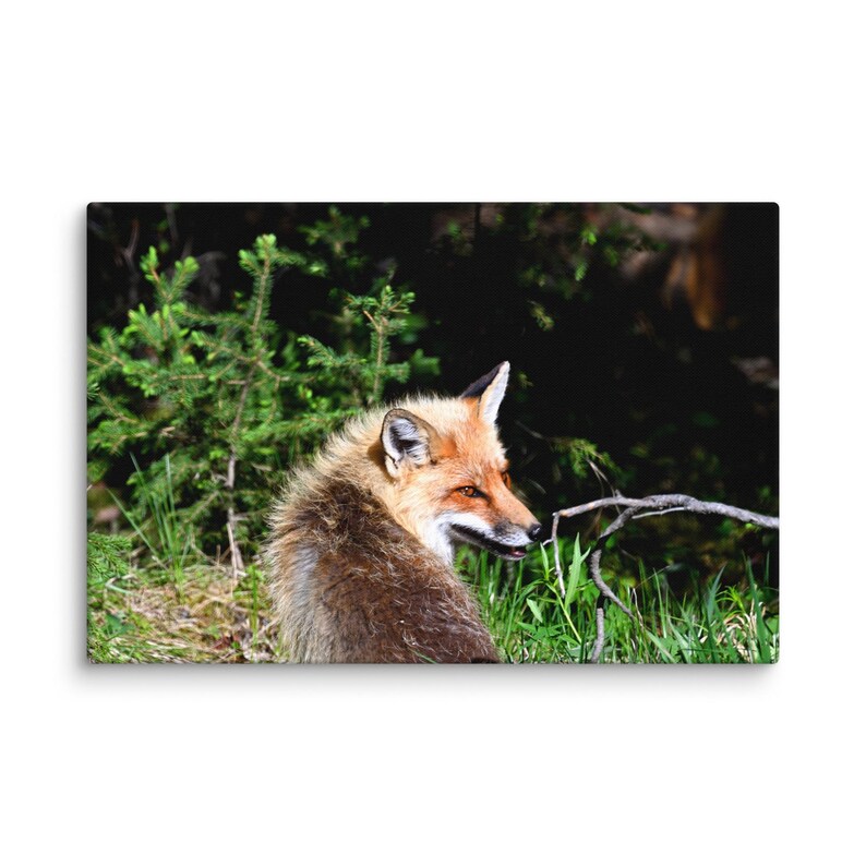 Happy Fox Fine Art Wall Decor XL Canvas, Fox Photography Print: A ...