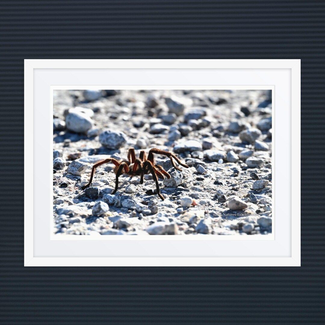 Unique Brown Tarantula Wall Art Print Desert Wildlife Photography ...