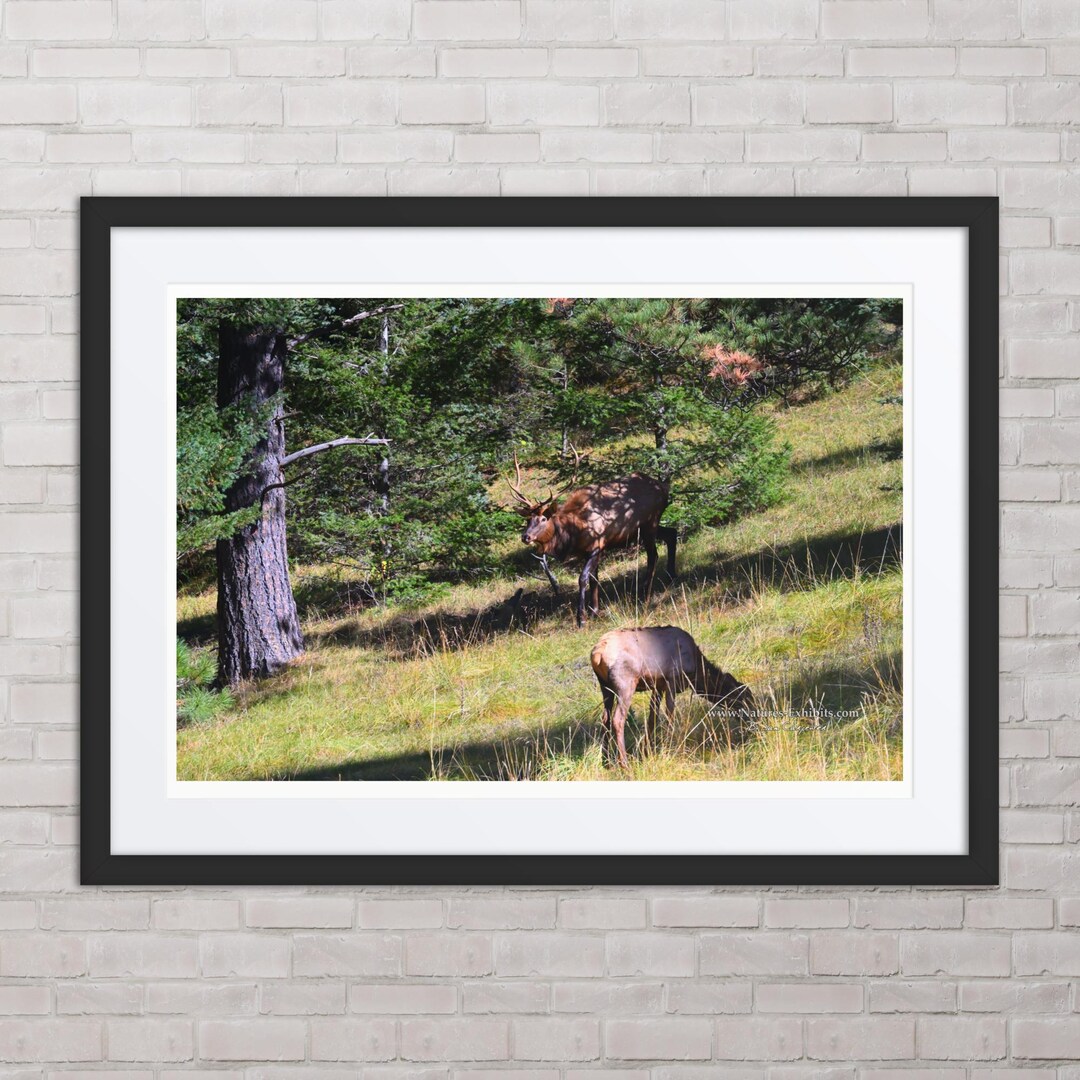 5-point Bull Elk Wall Art Nature Photography Print Elk & Calf in Pine ...