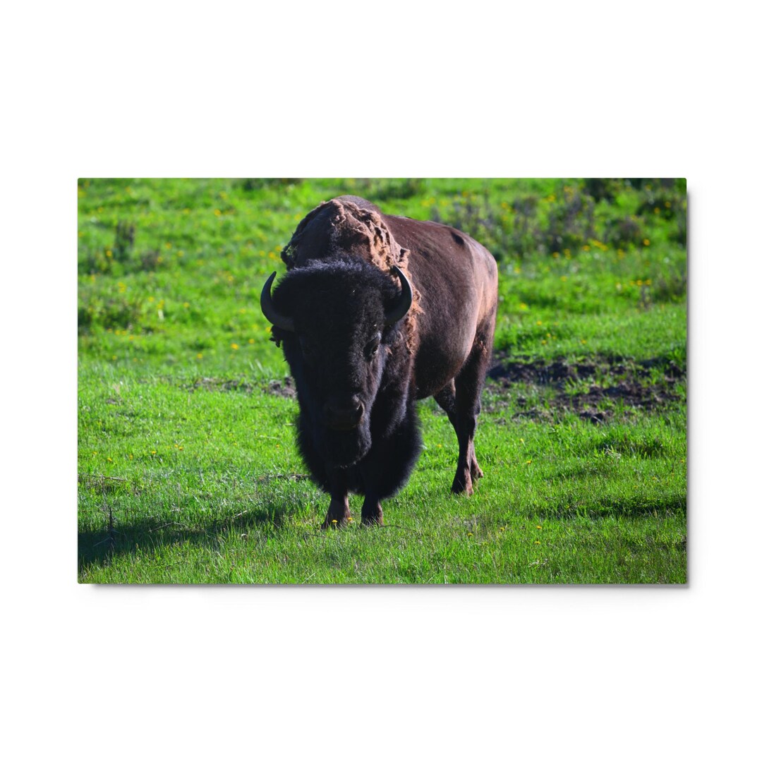 Stunning Bull Buffalo Photo XL Canvas Print Wildlife Art on Bright ...