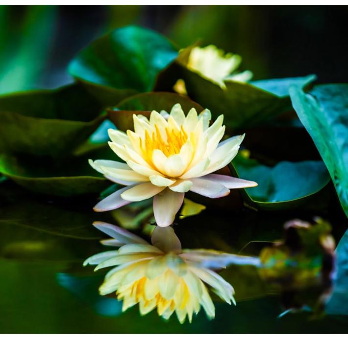 35+ Mixed Bowl Lotus Seeds, Bonsai Lotus Seeds for Planting (nelumbo ...