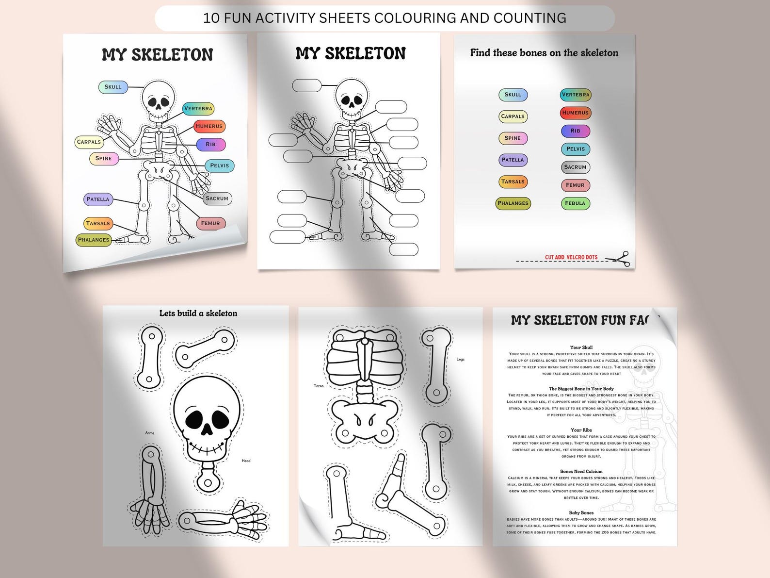 Human Skeleton Busy Page, Children's Body Activity, Kids Printable ...