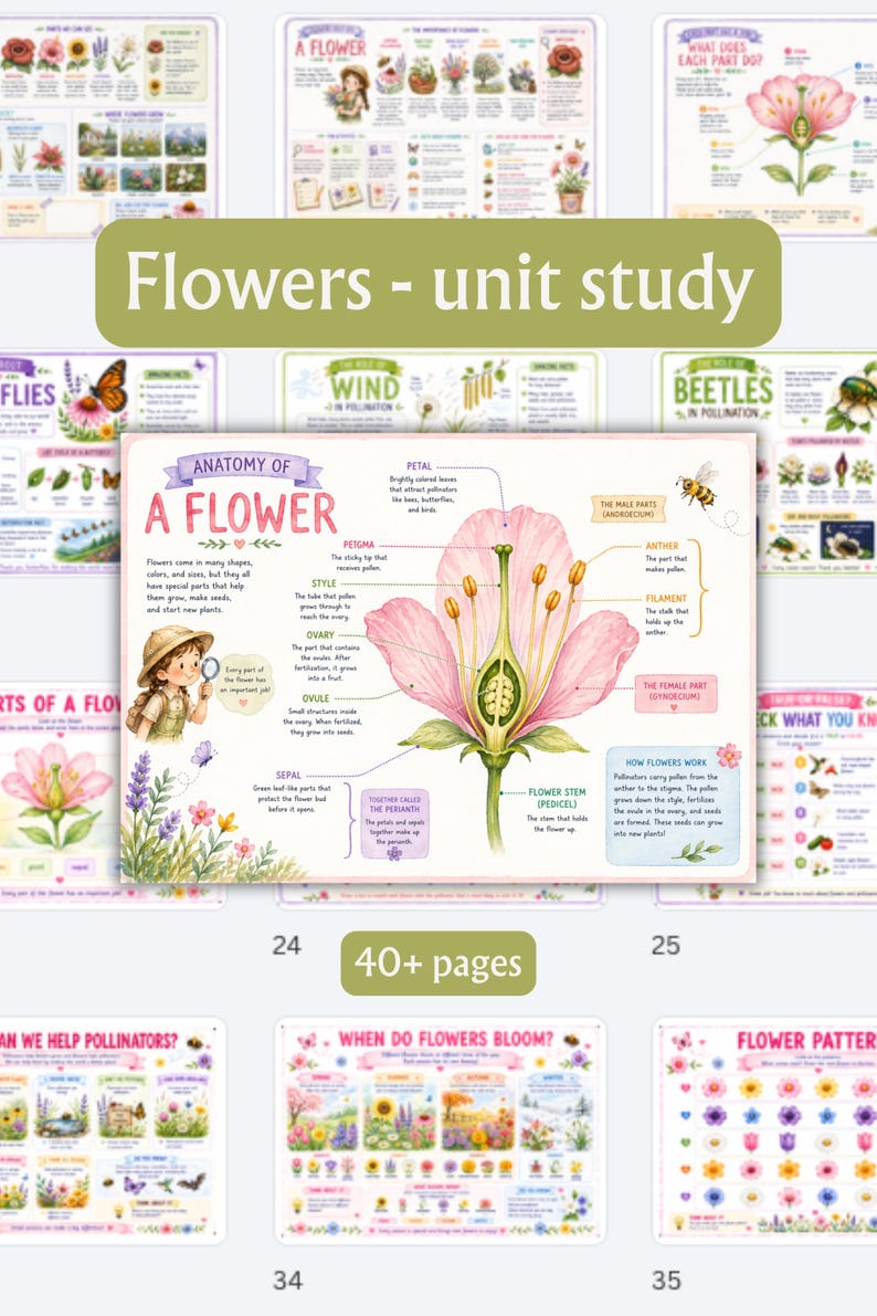 Flower Unit Study Printables | Nature Learning, Pollinators, Plants ...