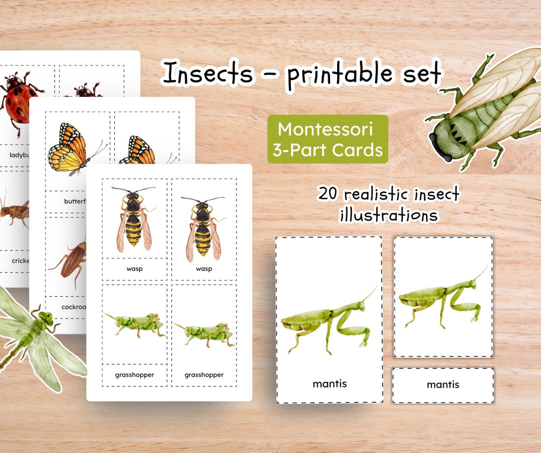 Montessori Insect 3-part Cards – 20 Printable Bug Nomenclature ...