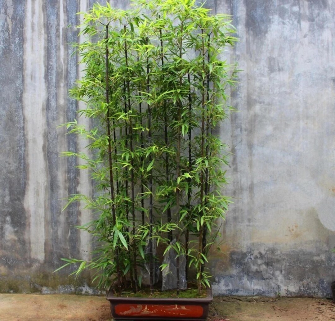 Black Bamboo Seeds | Rare Bamboo Bonsai | Cold Resistant Garden Plant ...