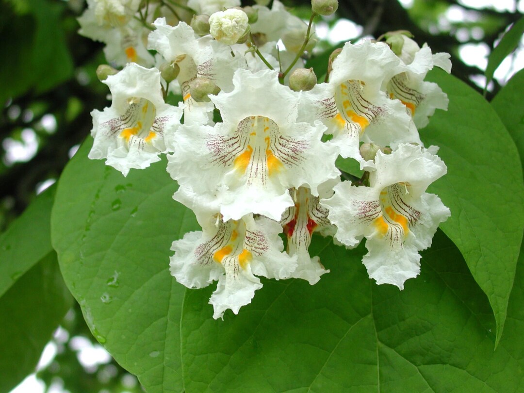 50+ Northern Catalpa Tree Seeds – Catalpa Speciosa Fast Growing Shade ...