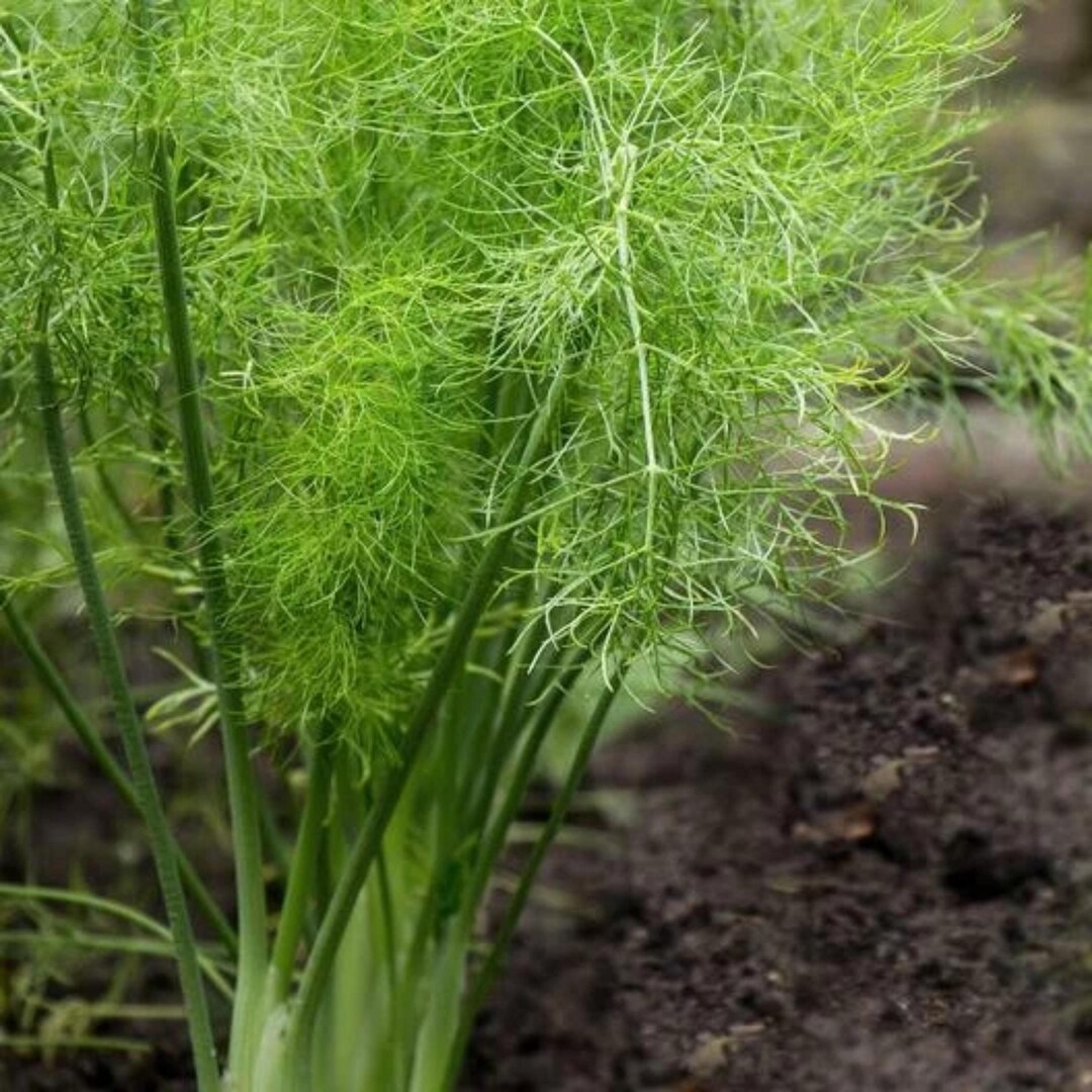 Fennel Seeds | 200 Non-gmo Herb Seeds | Perennial Butterfly Host Plant ...