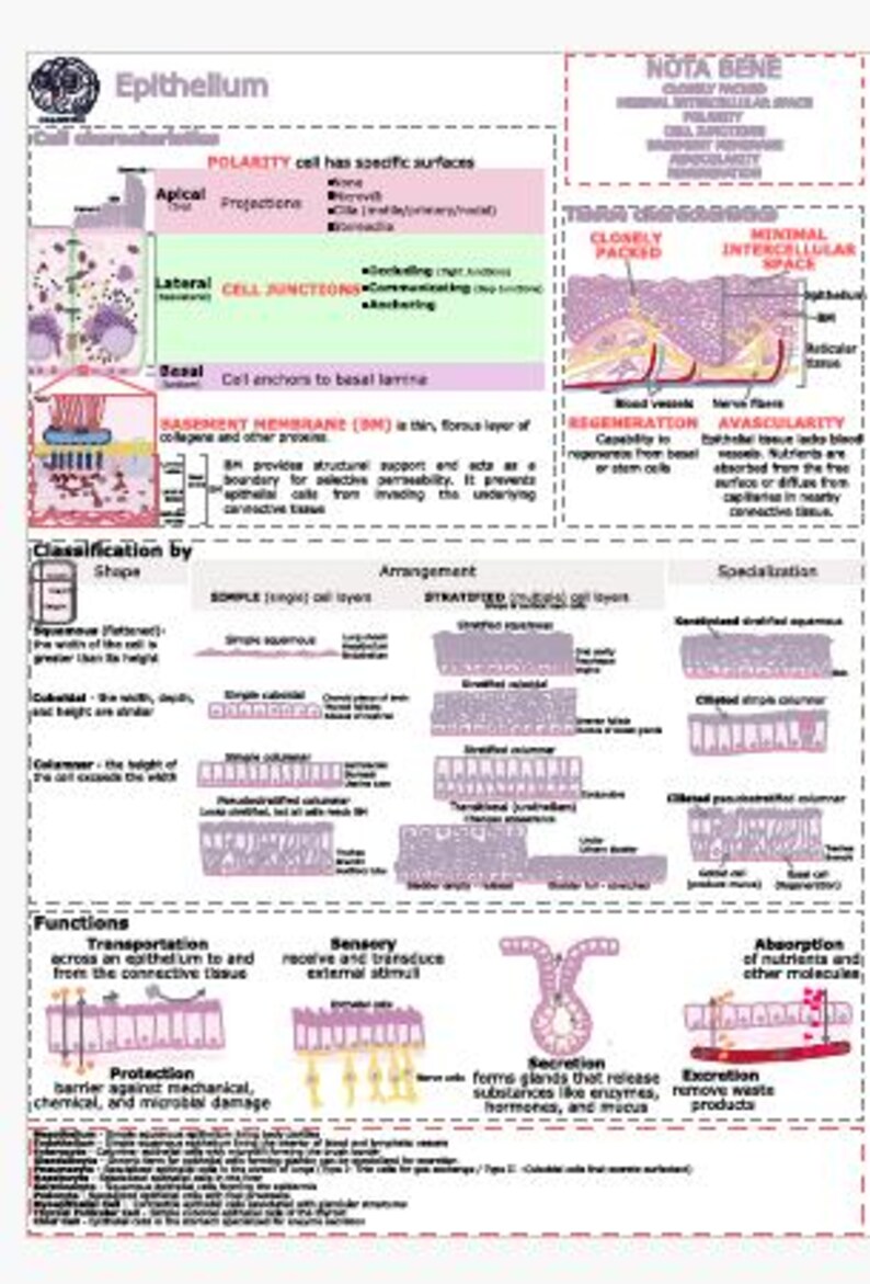 Epithelium Tissue Summary Etsy