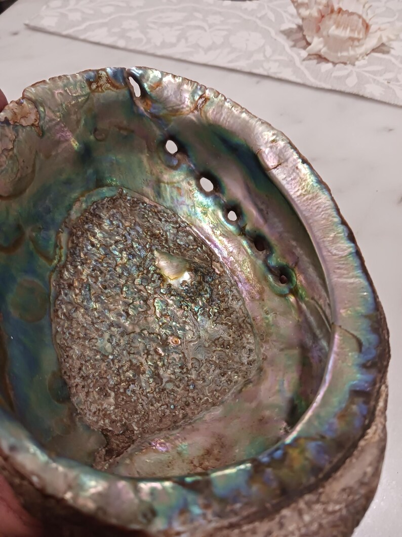 Mother of Pearl, Large Abalone Seashell. - Etsy
