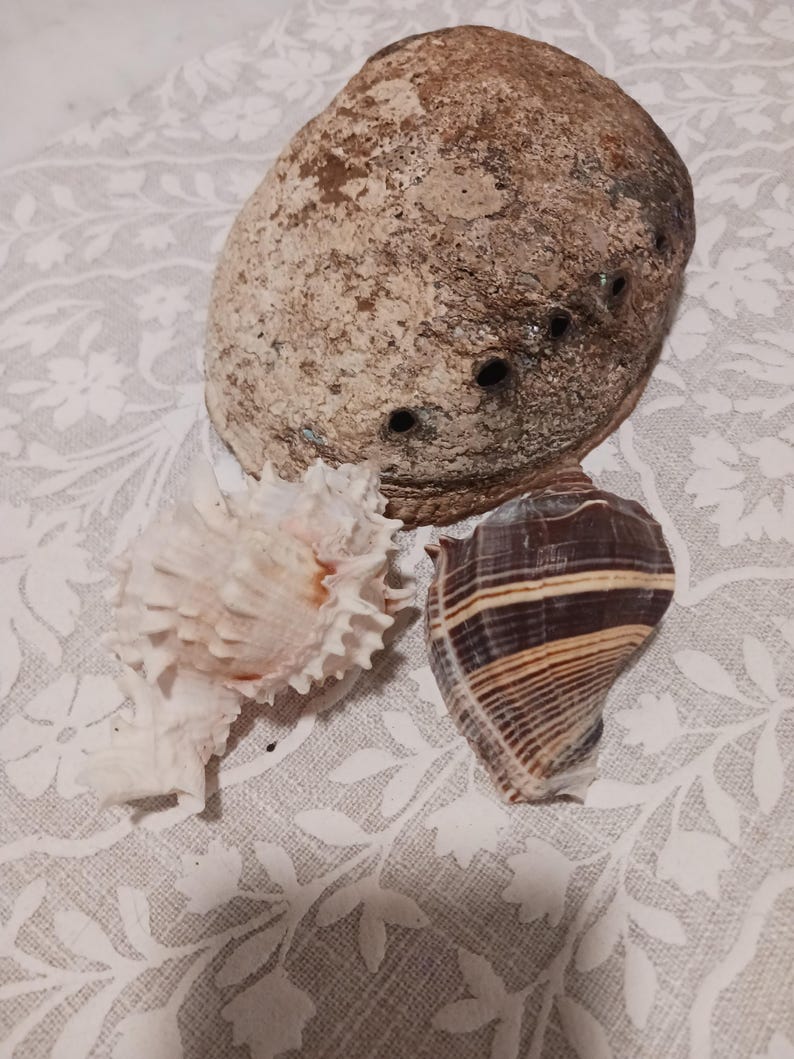 Mother of Pearl, Large Abalone Seashell. - Etsy