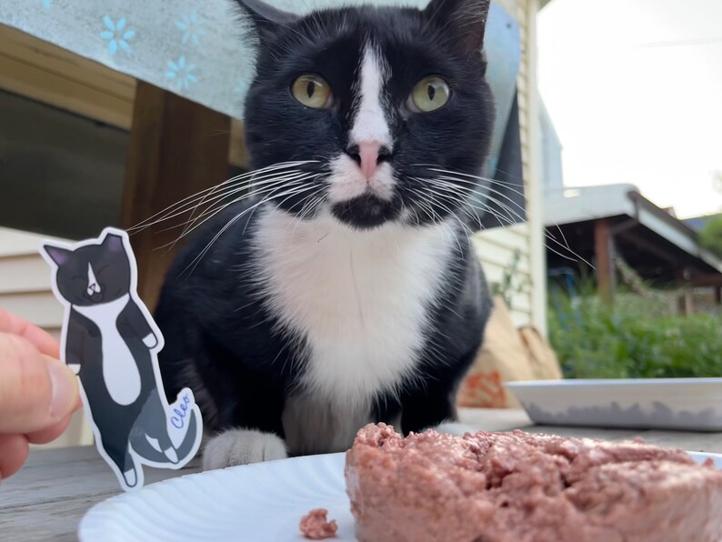 Cleo Cat - Trap Neuter Return (TNR) Vinyl Sticker - Etsy