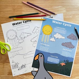 The Water Cycle - Educational Poster - Coloring Activity - Homeschool ...