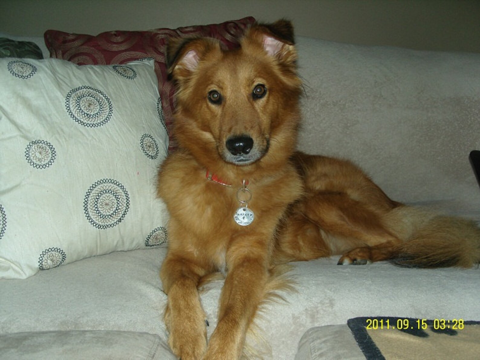 The Brad Dog Tag If You Can Read This I Will Lick You Dog - Etsy