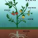 Printable Plant Structure Diagram | Educational Plant Anatomy Digital ...