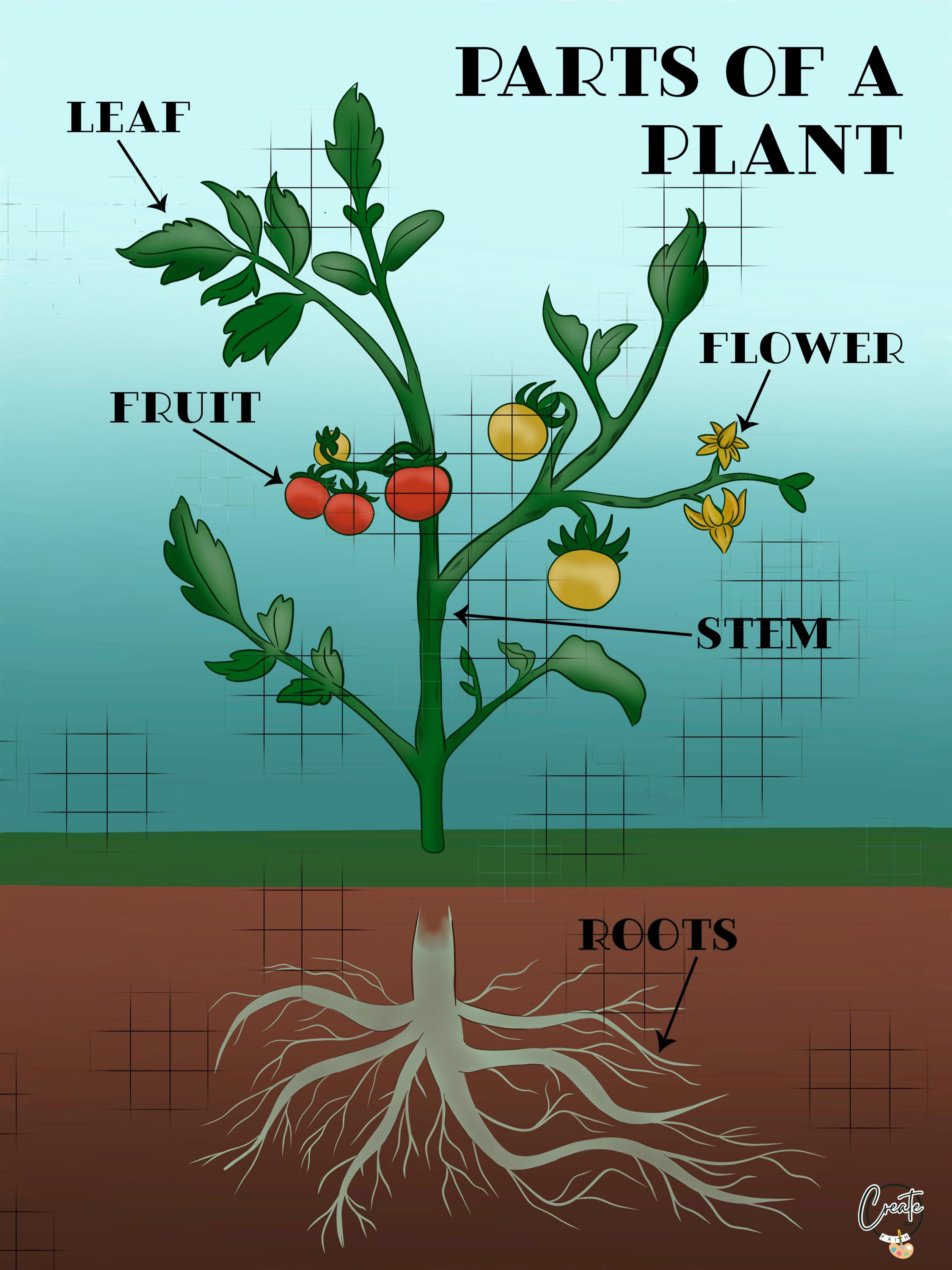 Printable Plant Structure Diagram | Educational Plant Anatomy Digital ...