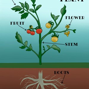 Printable Plant Structure Diagram | Educational Plant Anatomy Digital ...