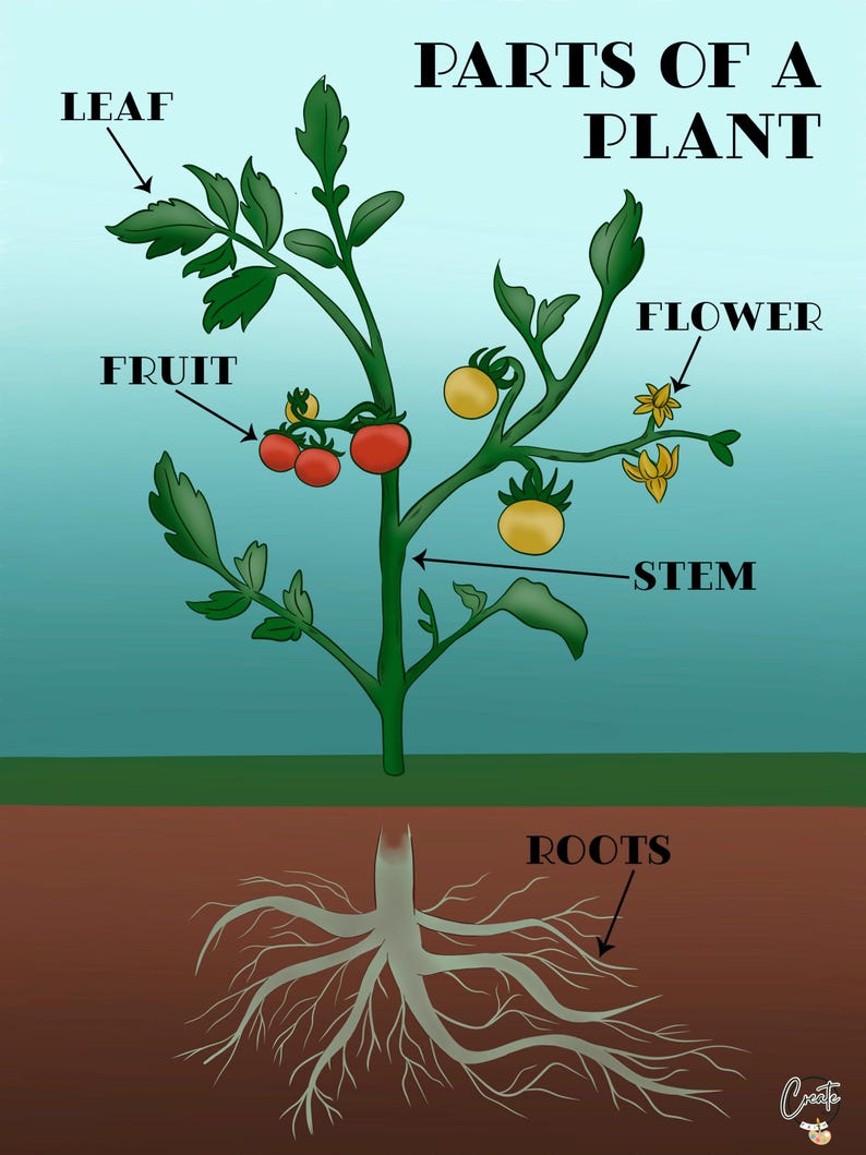 Printable Plant Structure Diagram | Educational Plant Anatomy Digital ...