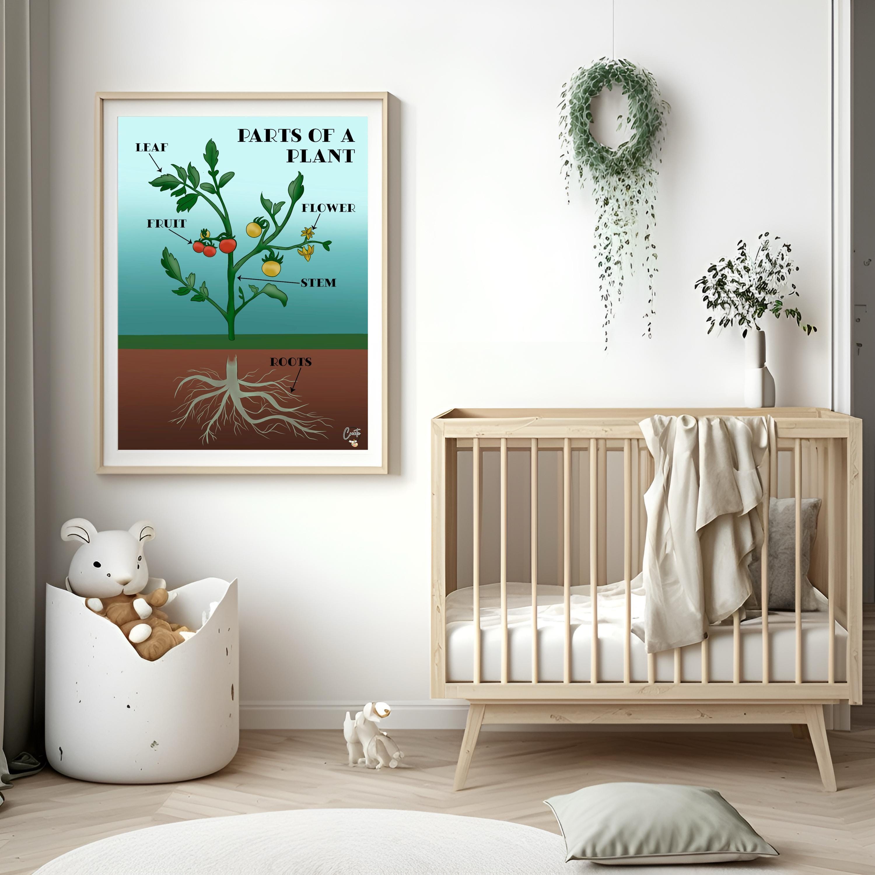 Printable Plant Structure Diagram | Educational Plant Anatomy Digital ...
