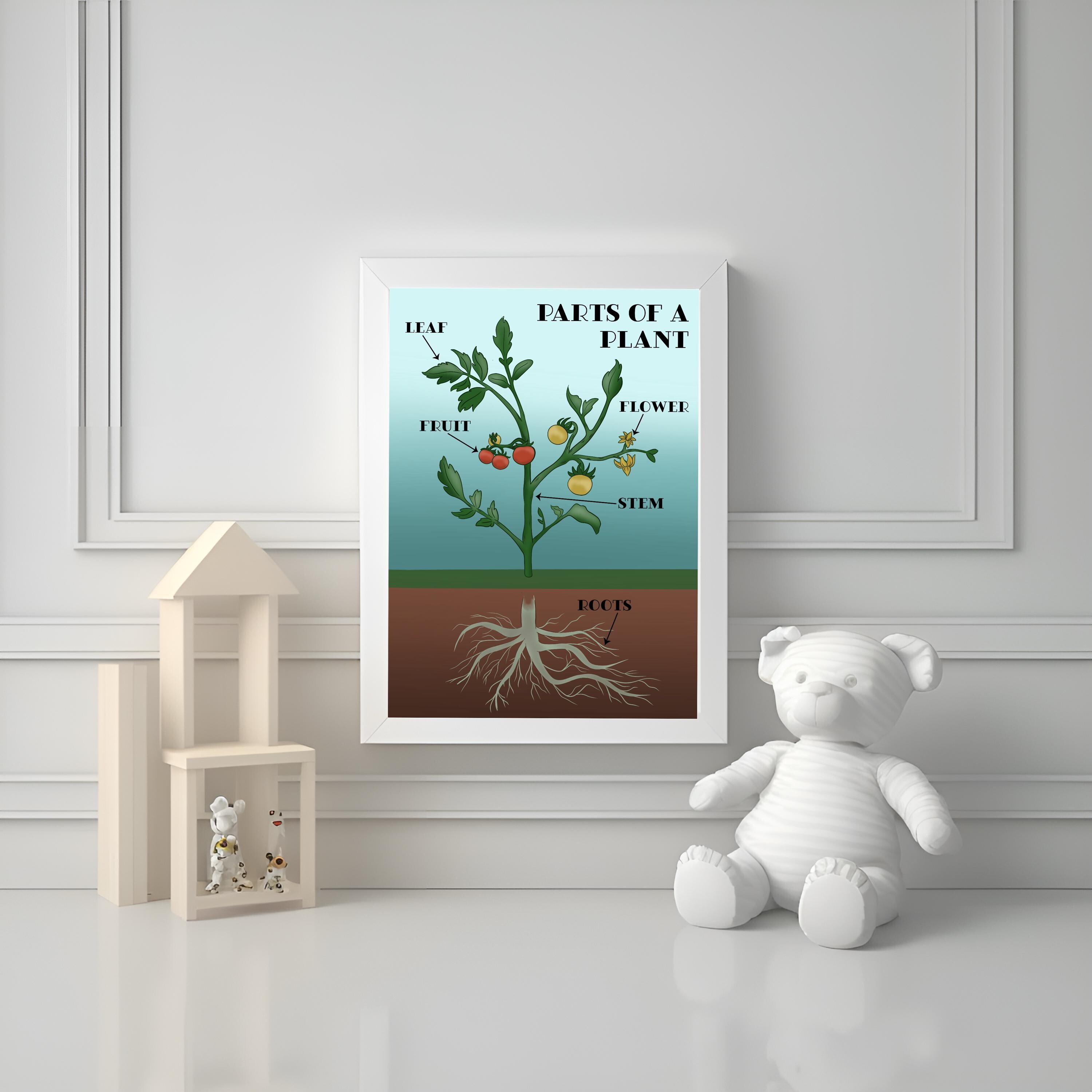 Printable Plant Structure Diagram | Educational Plant Anatomy Digital ...