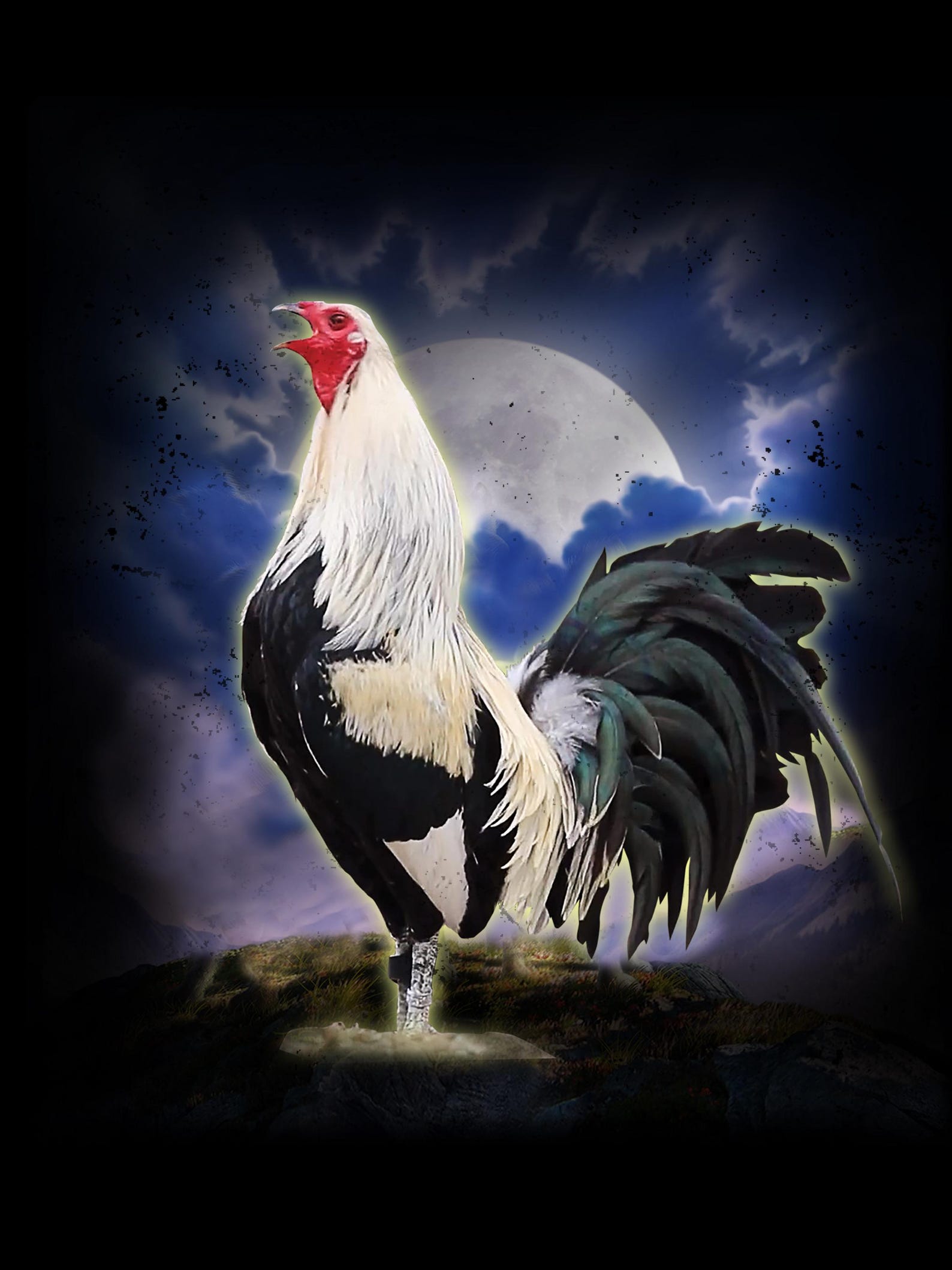 Gamefowl Rooster PNG SVG | Cockfight Sublimation Designs (5 Files) - Etsy