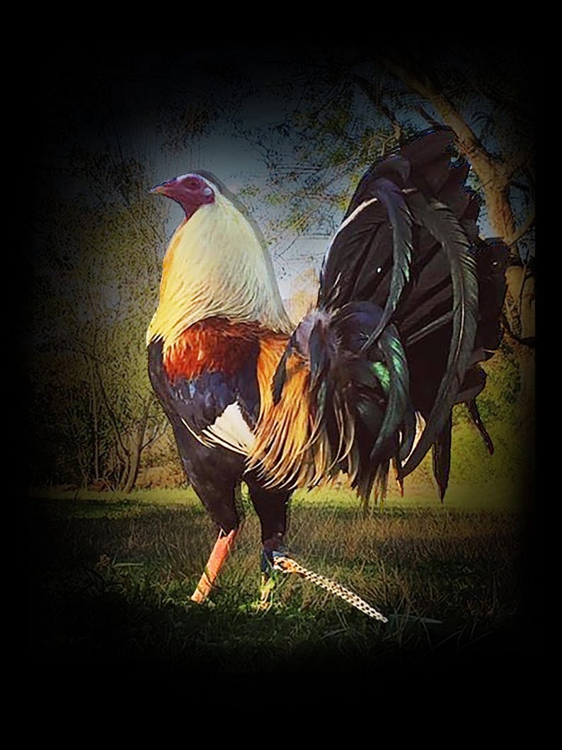 Gamefowl 5 Digital Rooster PNG Files | Sabong Collectables Gamefowl SVG ...