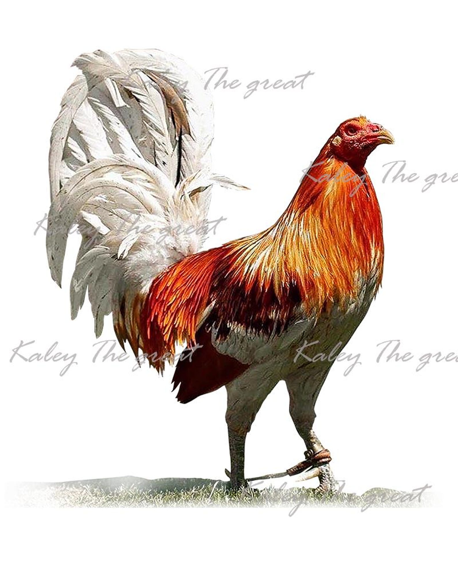 Rooster PNG 5 Digital Files | Sabong Chicken Gamefowl SVG PNG Package ...