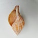 Banded Tulip, Fasciolaria Hunteria- Sanibel Island, Florida - Etsy