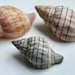 Banded Tulip, Fasciolaria Hunteria- Sanibel Island, Florida - Etsy