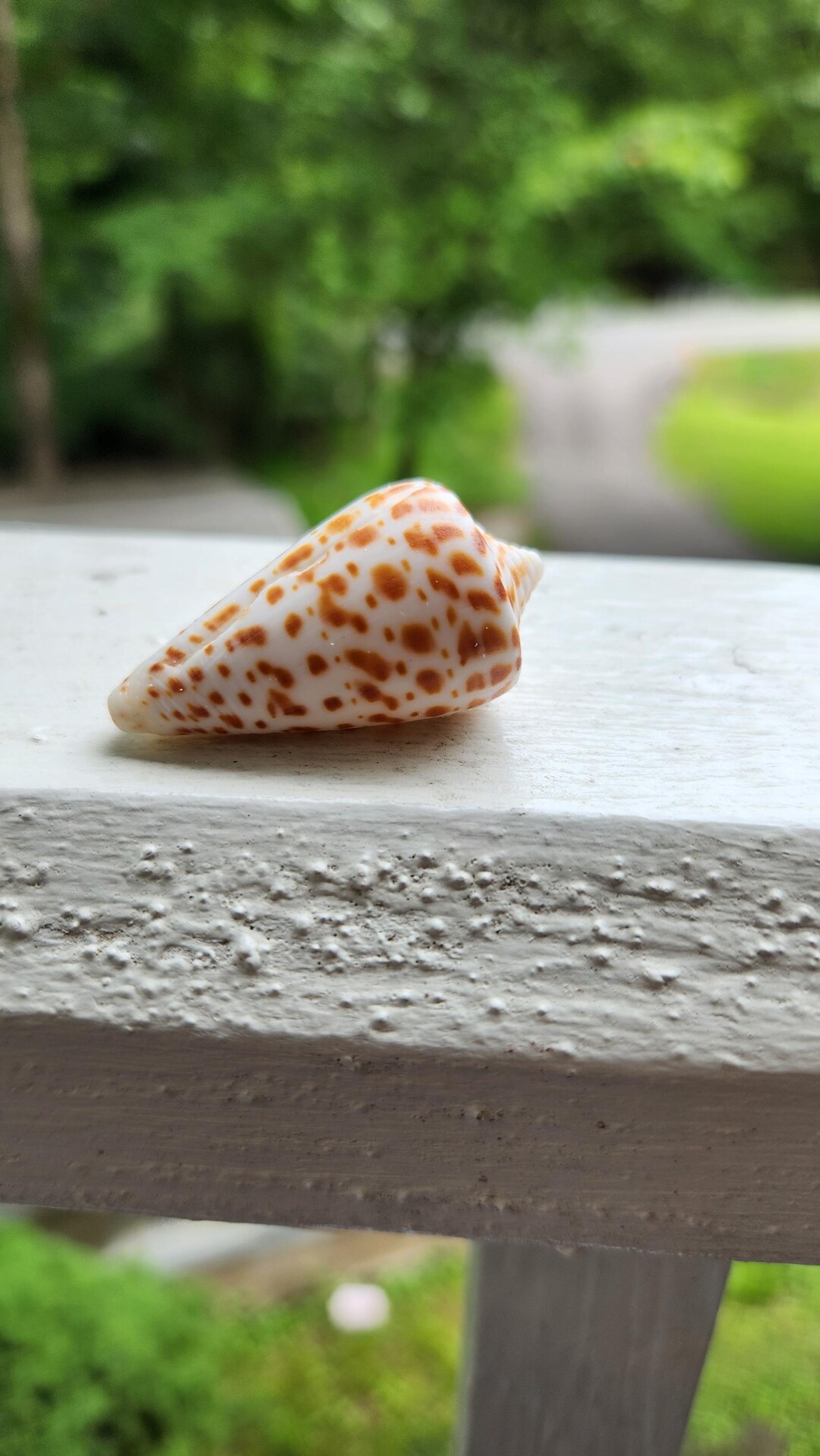 Alphabet Cone Shell (conus Litteratus) - Etsy