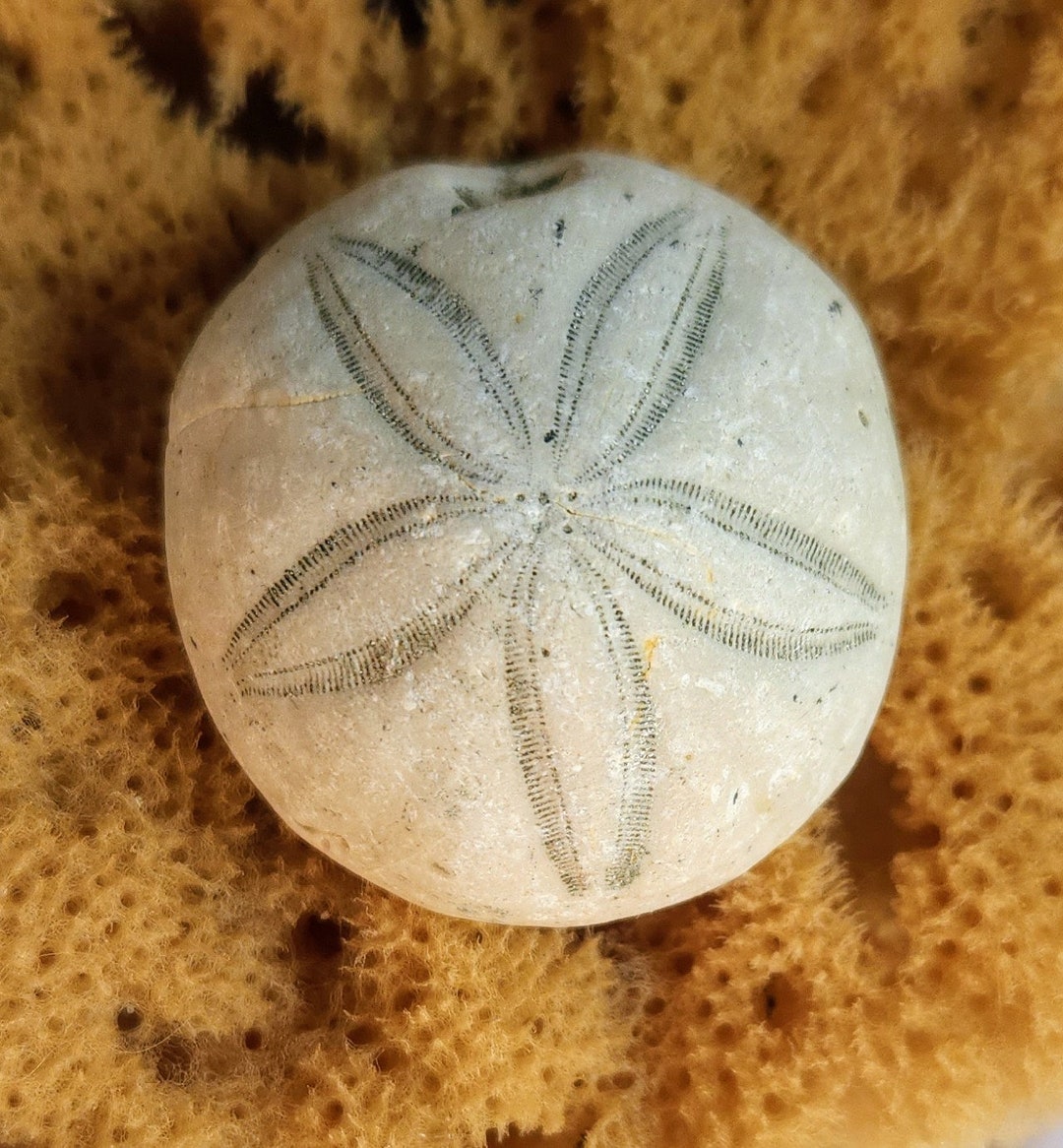 Fossilized Sea Bisquit Holden Beach North Carolina Sea Urchin Gift